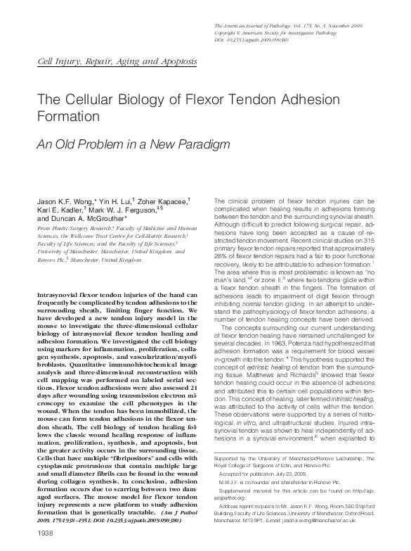 (PDF) The Cellular Biology of Flexor Tendon Adhesion Formation