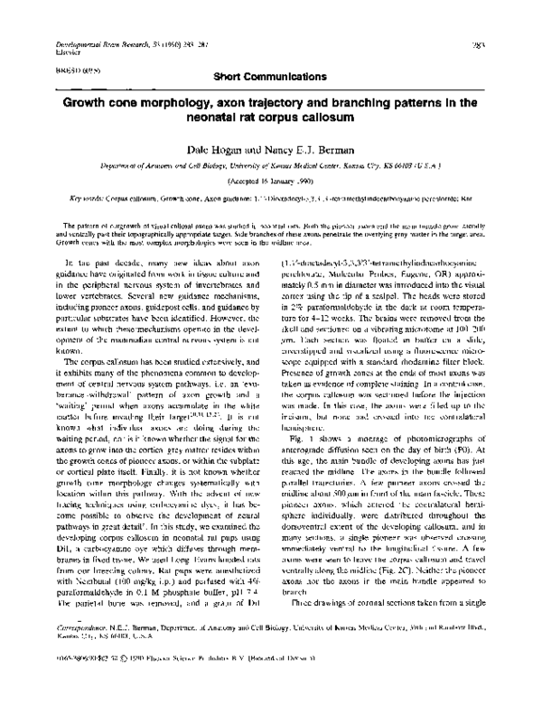 (PDF) Growth cone morphology, axon trajectory and branching patterns in the neonatal rat corpus ...