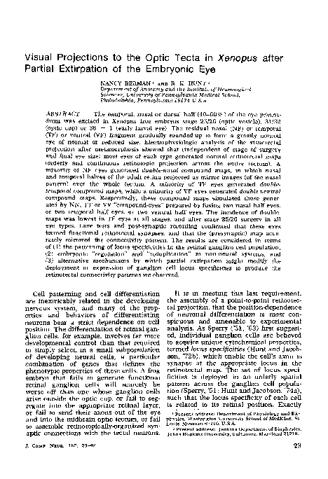 (PDF) Visual projections to the optic tecta inXenopus after partial ...