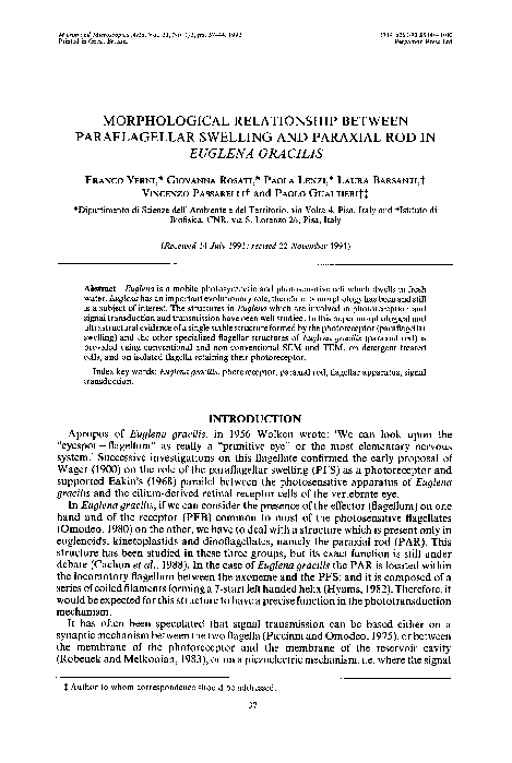 (PDF) Morphological relationship between paraflagellar swelling and ...