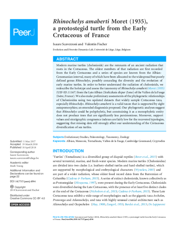 (PDF) Rhinochelys amaberti Moret (1935), a protostegid turtle from the ...
