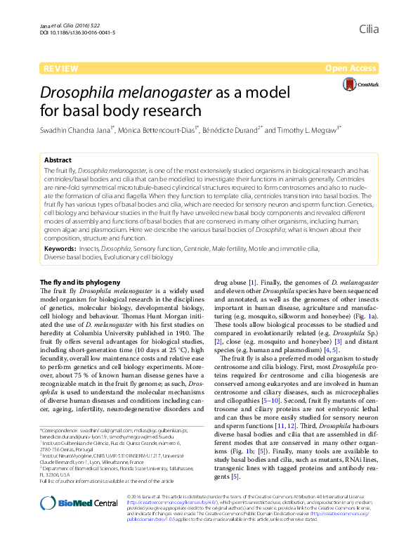 (PDF) Drosophila melanogaster as a model for basal body research
