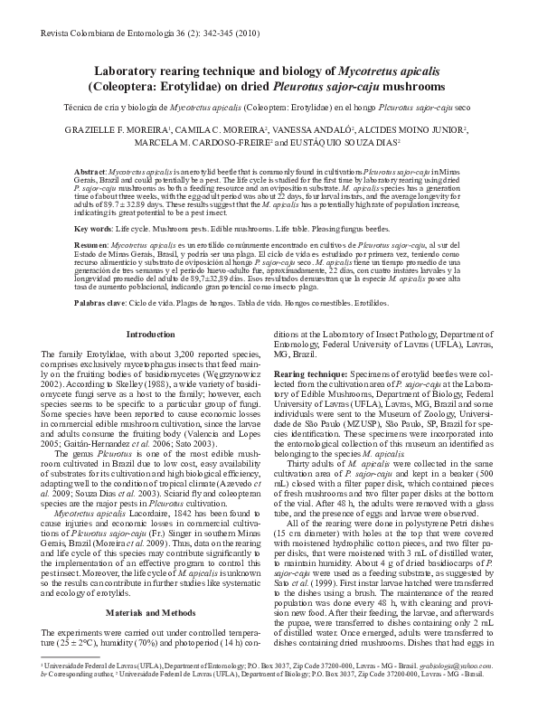 (PDF) Laboratory rearing technique and biology of Mycotretus apicalis ...