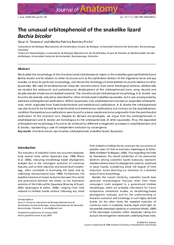 (PDF) The unusual orbitosphenoid of the snakelike lizard Bachia bicolor