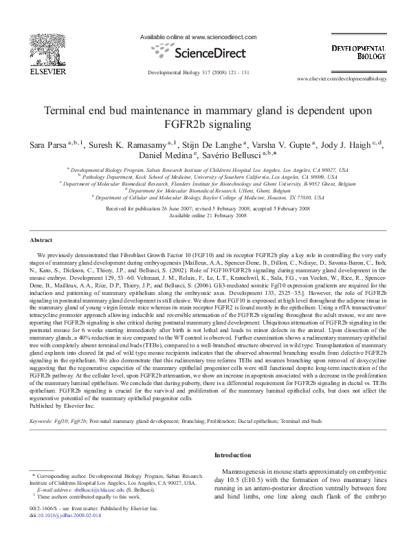 (PDF) Terminal end bud maintenance in mammary gland is dependent upon ...