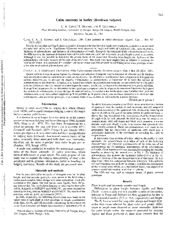 (PDF) Culm anatomy in barley ( Hordeum vulgare )