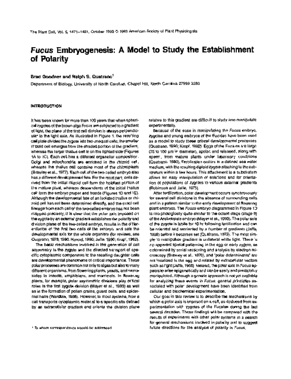 (PDF) Fucus Embryogenesis: A Model to Study the Establishment of ...