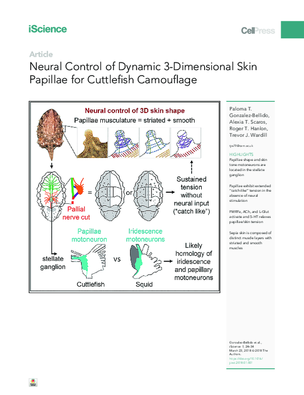 (PDF) Neural Control of Dynamic 3-Dimensional Skin Papillae for ...