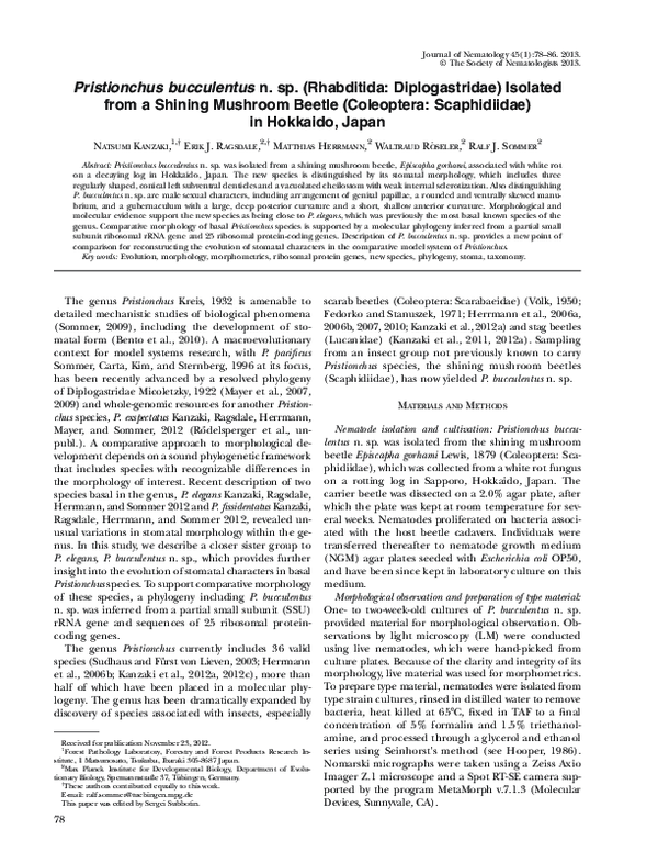 (PDF) Pristionchus bucculentus n. sp. (Rhabditida: Diplogastridae ...