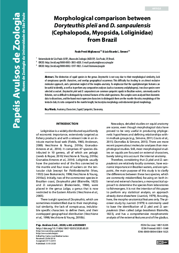 (PDF) Morphological comparison between Doryteuthis pleii and D ...