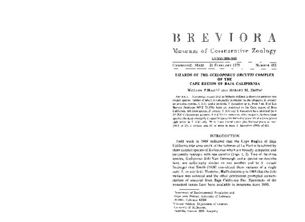 (PDF) Lizards of the Sceloporus orcutti complex of the Cape Region of ...
