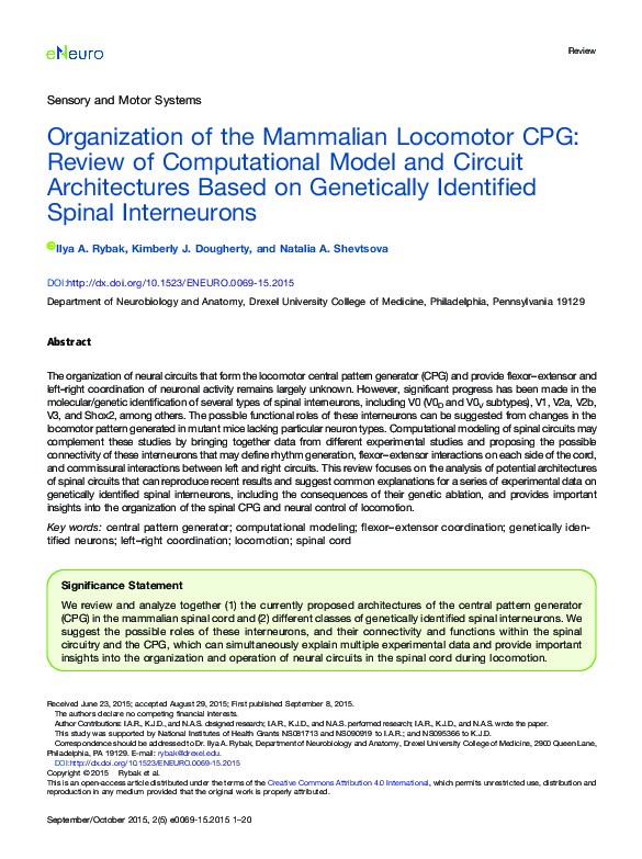 (PDF) Spinal Interneuron Circuits in Mammalian Locomotion