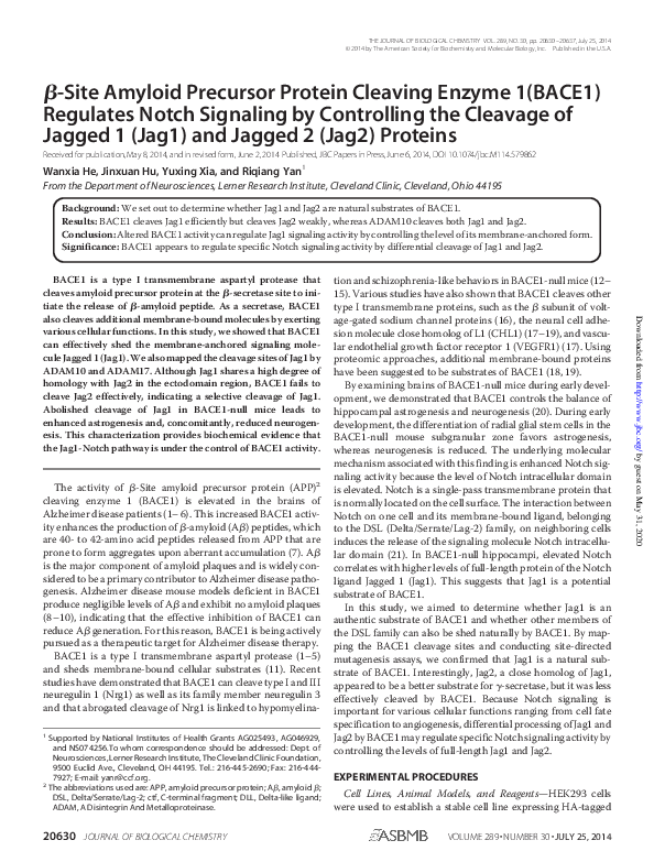 (PDF) Site Amyloid Precursor Protein Cleaving Enzyme 1 Levels Become ...
