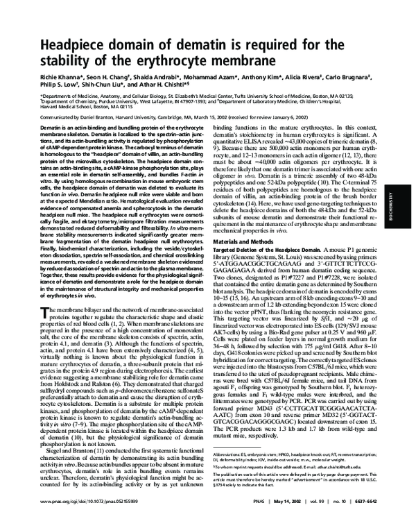 (PDF) Headpiece domain of dematin is required for the stability of the ...