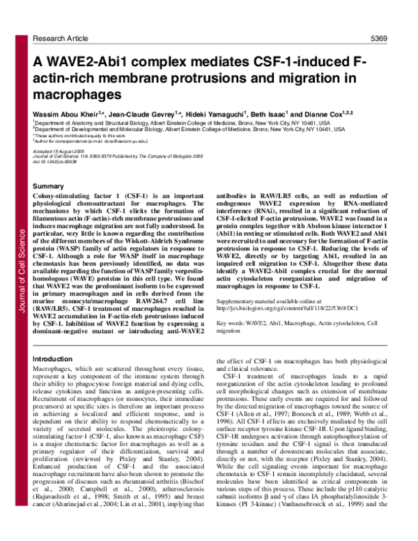 (PDF) A WAVE2-Abi1 complex mediates CSF-1-induced F-actin-rich membrane ...