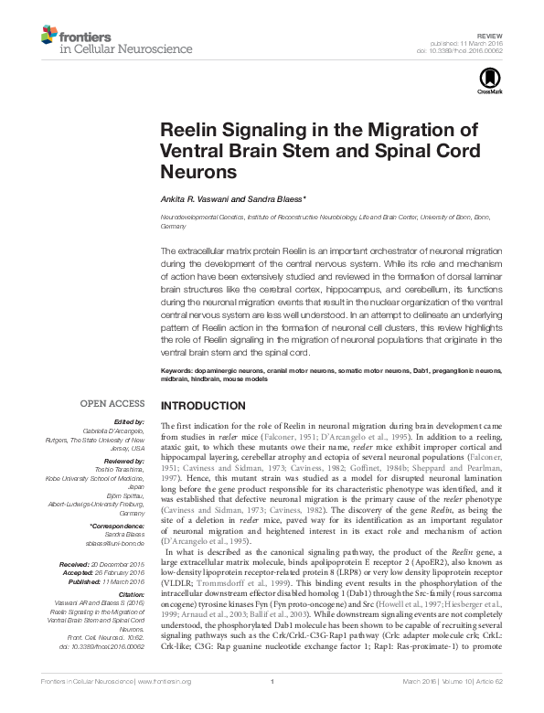 (PDF) Reelin Signaling in the Migration of Ventral Brain Stem and ...