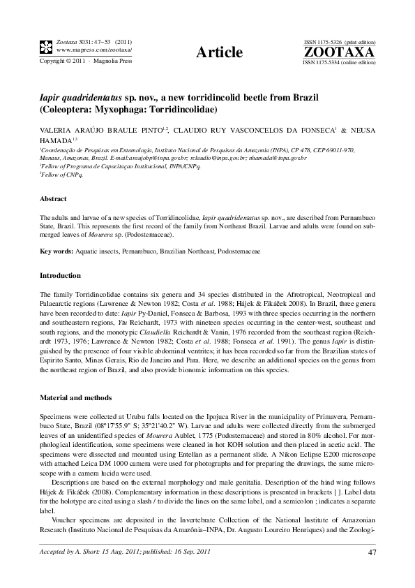 (PDF) Iapir quadridentatus sp. nov., a new torridincolid beetle from ...