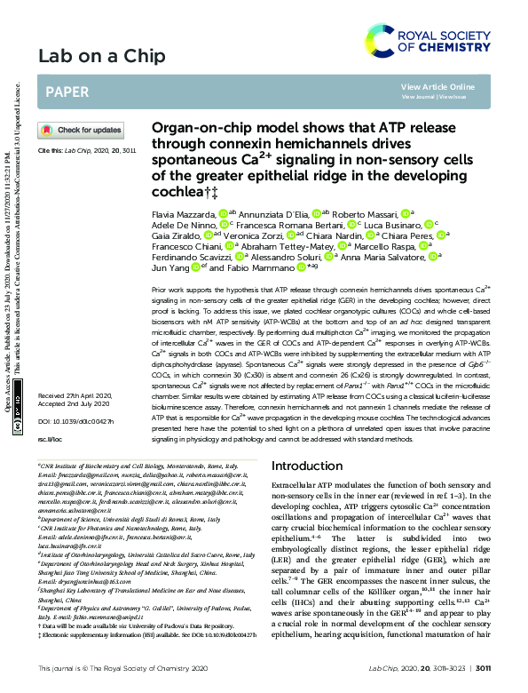 (PDF) Organ-on-chip model shows that ATP release through connexin ...
