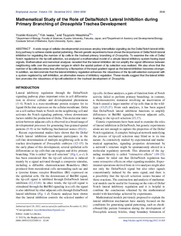 (PDF) Mathematical Study of the Role of Delta/Notch Lateral Inhibition ...