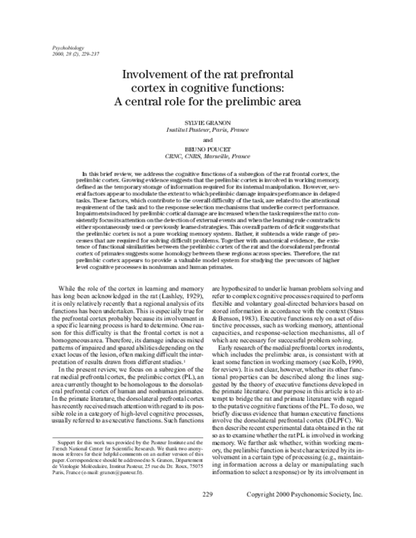 Pdf Involvement Of The Rat Prefrontal Cortex In Cognitive Functions
