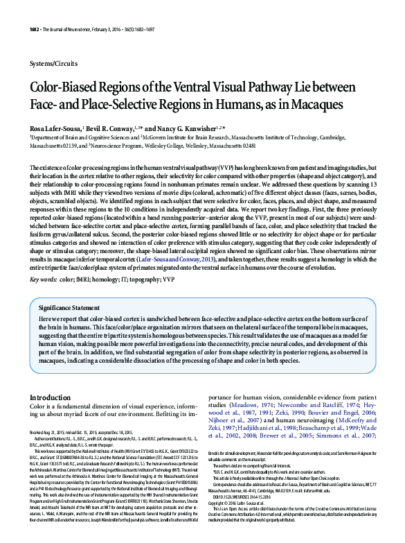 (PDF) Color-Biased Regions of the Ventral Visual Pathway Lie between ...