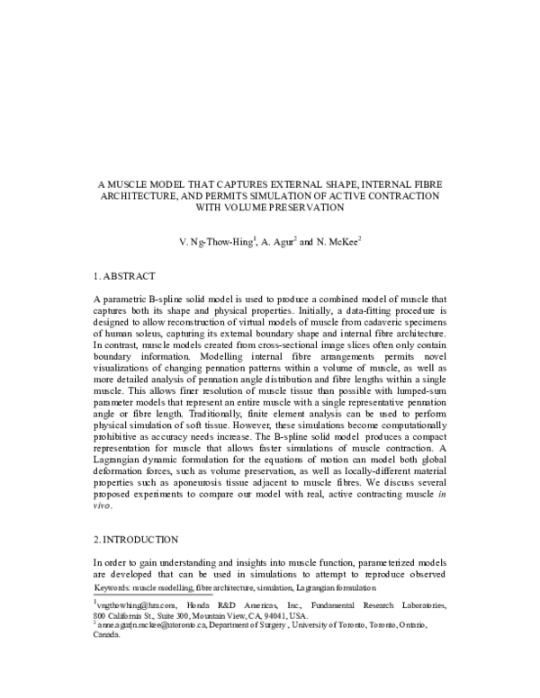 (PDF) A muscle model that captures external shape, internal fibre ...