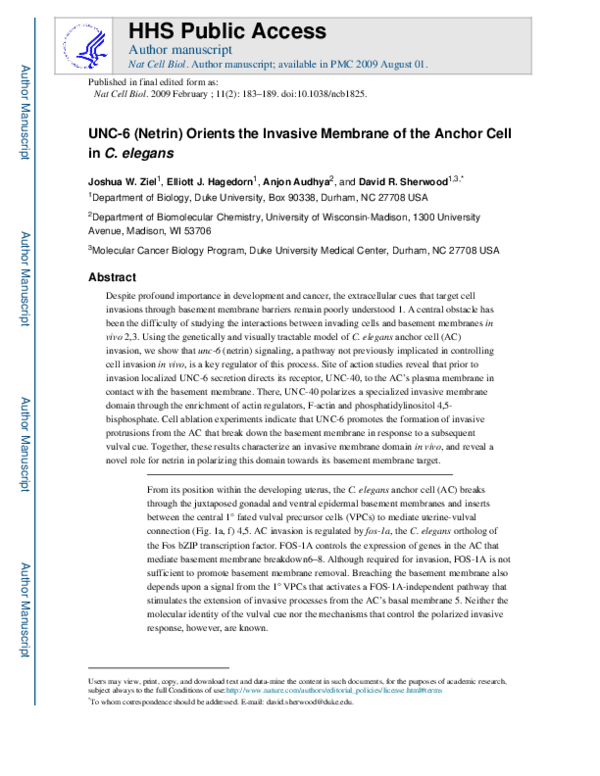 (PDF) UNC-6 (netrin) orients the invasive membrane of the anchor cell ...