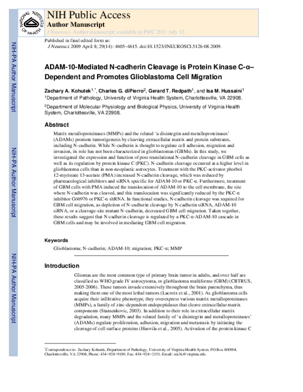 (PDF) ADAM-10-Mediated N-Cadherin Cleavage Is Protein Kinase C-α ...
