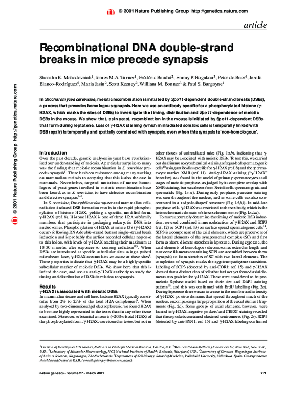(PDF) Recombinational DNA double-strand breaks in mice precede synapsis