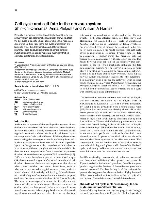 (PDF) Cell cycle and cell fate in the nervous system
