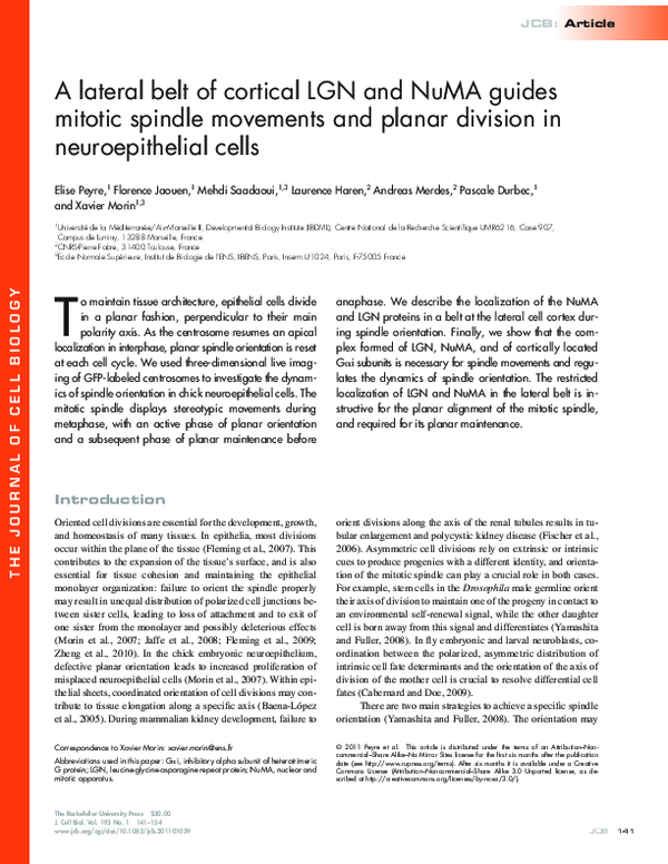 (PDF) A lateral belt of cortical LGN and NuMA guides mitotic spindle ...