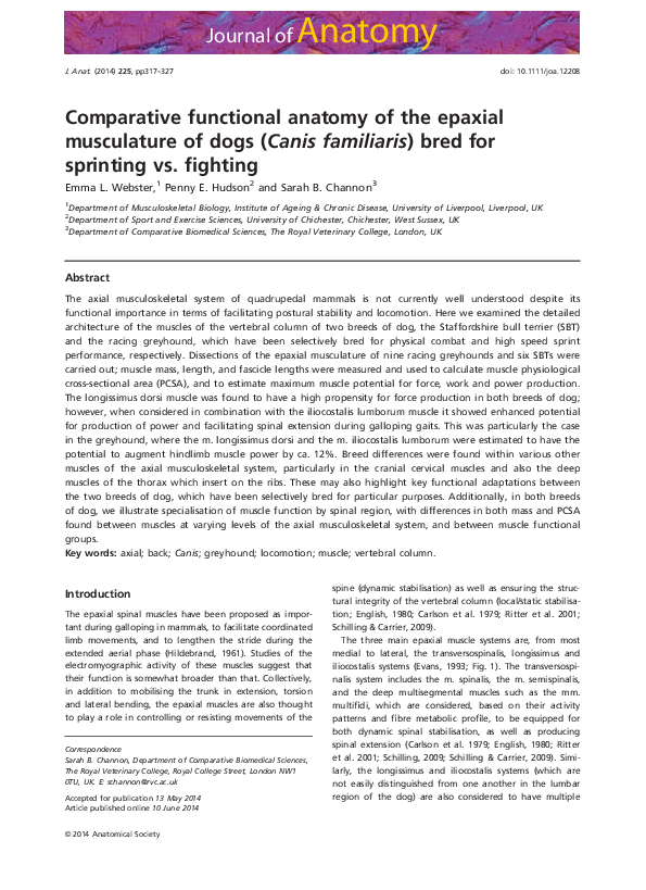 (PDF) Comparative functional anatomy of the epaxial musculature of dogs ...