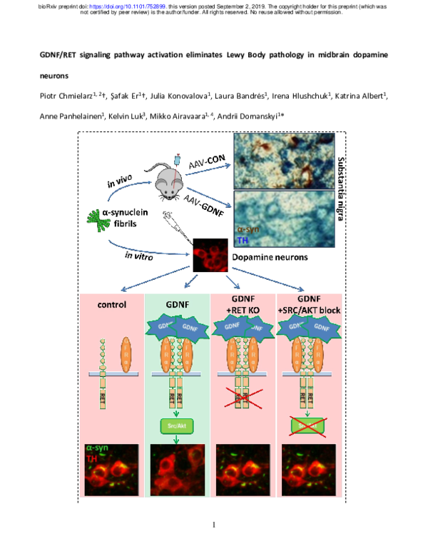 (PDF) GDNF/RET signaling pathway activation eliminates Lewy Body ...