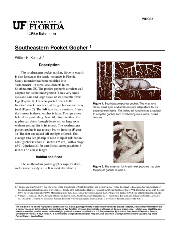 (PDF) Southeastern Pocket Gopher 1