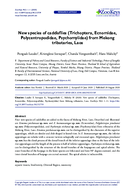 (PDF) New species of caddisflies (Trichoptera, Ecnomidae ...