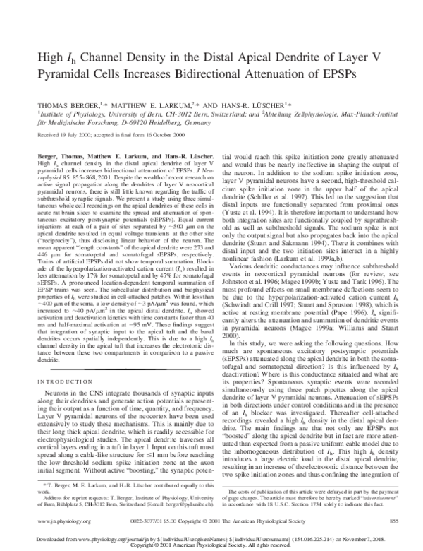 (PDF) High I(h) channel density in the distal apical dendrite of layer ...