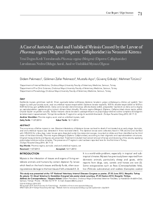 (PDF) A Case of Auricular, Anal and Umbilical Myiasis Caused by the ...