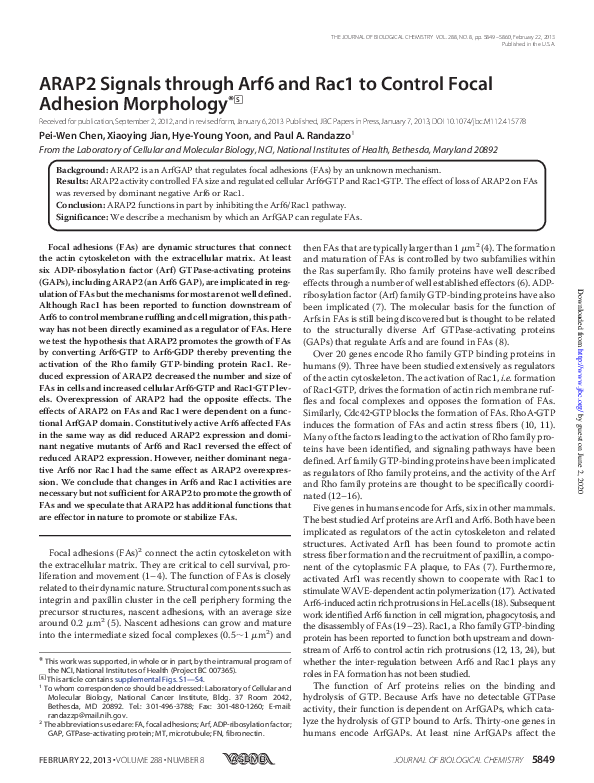 (PDF) ARAP2 Signals through Arf6 and Rac1 to Control Focal Adhesion ...