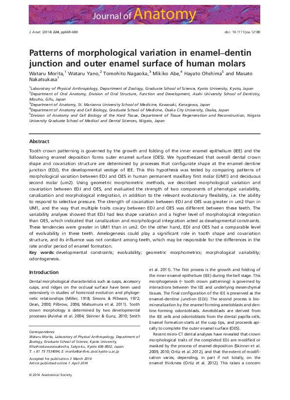 (PDF) Patterns of morphological variation in enamel-dentin junction and ...