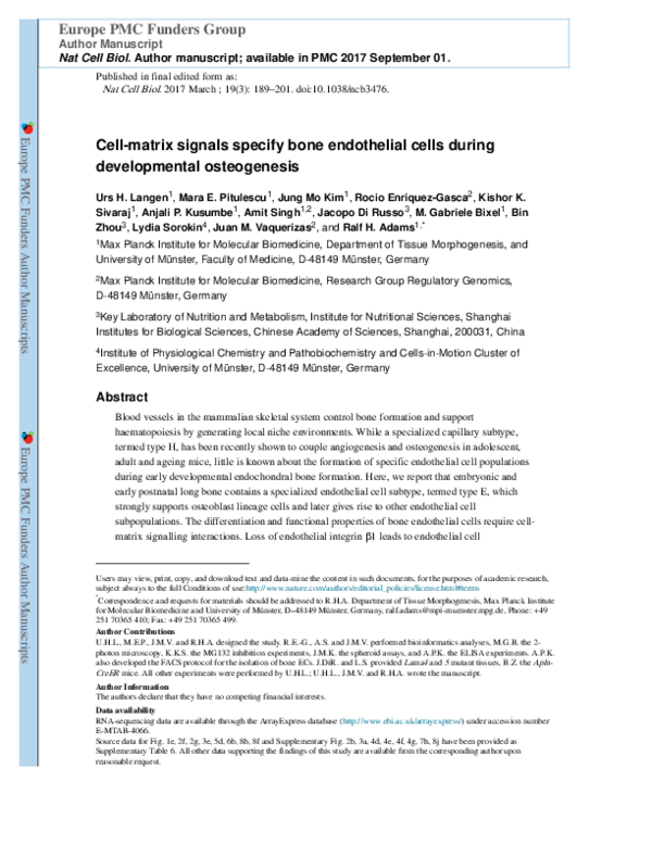 (PDF) Cell-matrix signals specify bone endothelial cells during ...