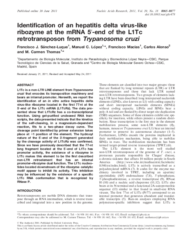 (PDF) Identification of an hepatitis delta virus-like ribozyme at the ...