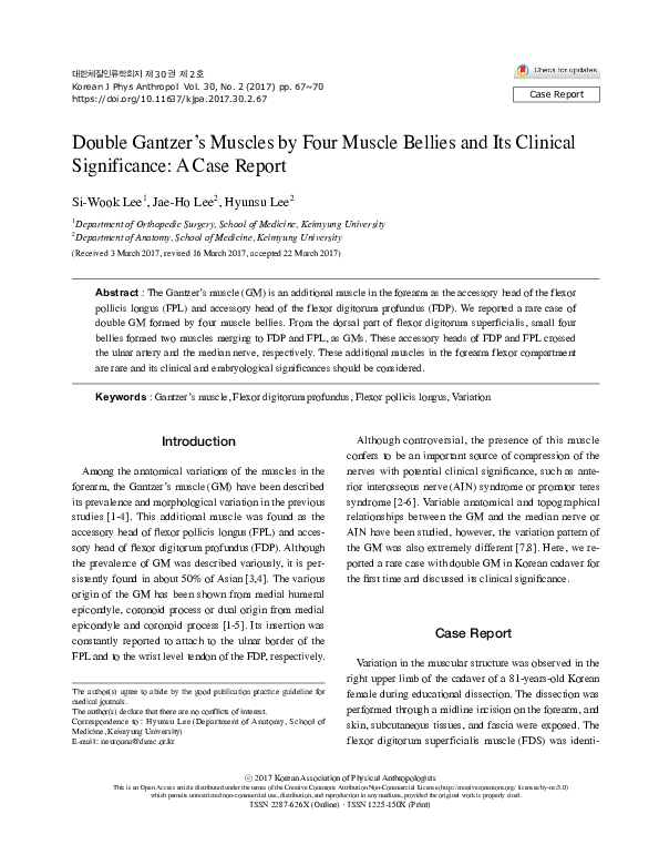 (PDF) Double Gantzer's Muscles by Four Muscle Bellies and Its Clinical ...