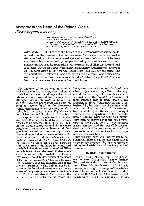 (PDF) Anatomy of the heart of the beluga whale (Delphinapterus leucas)
