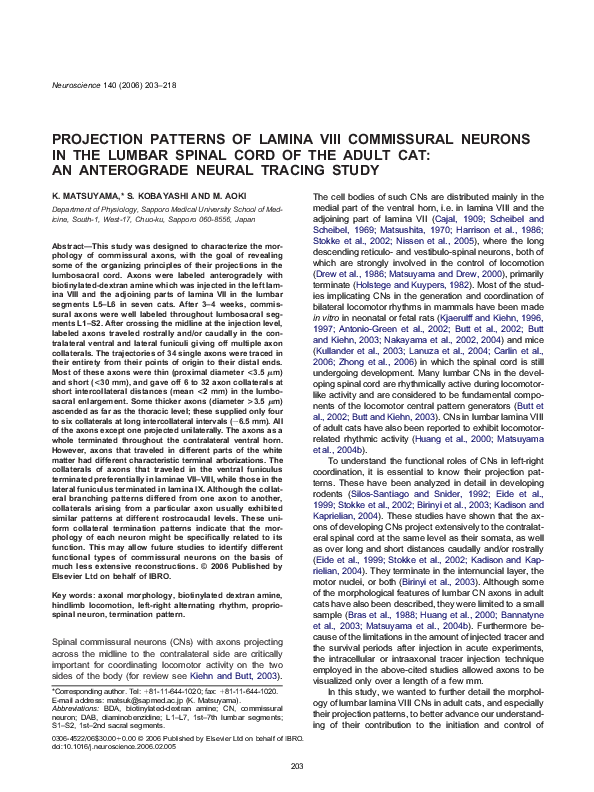 (PDF) Projection patterns of lamina VIII commissural neurons in the ...