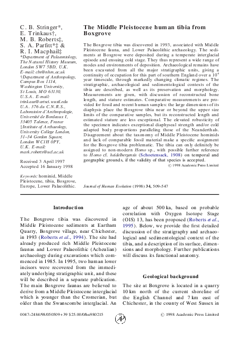 (PDF) The Middle Pleistocene human tibia from Boxgrove