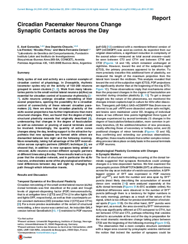 (PDF) Circadian Pacemaker Neurons Change Synaptic Contacts across the ...