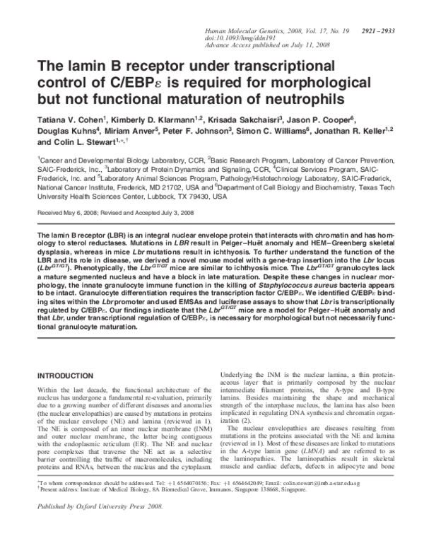 (PDF) The lamin B receptor under transcriptional control of C/EBP is ...