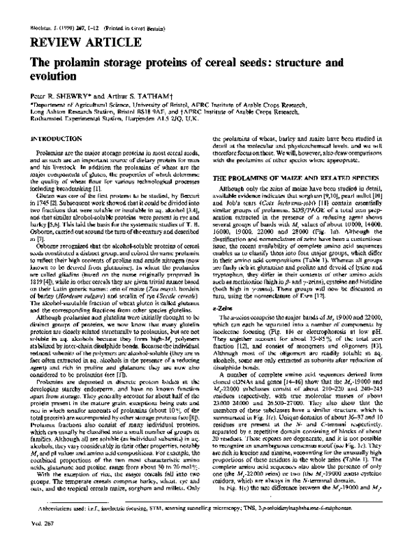 (PDF) The prolamin storage proteins of cereal seeds: structure and ...