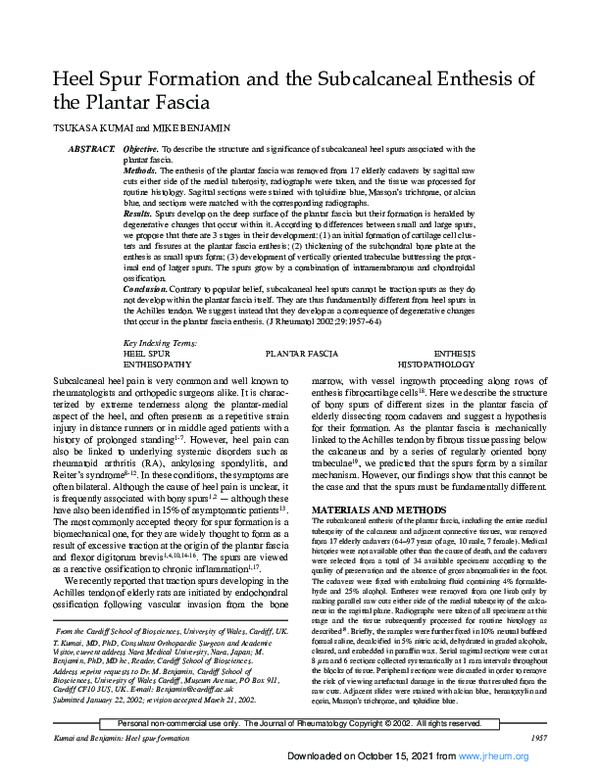 (PDF) Heel spur formation and the subcalcaneal enthesis of the plantar ...
