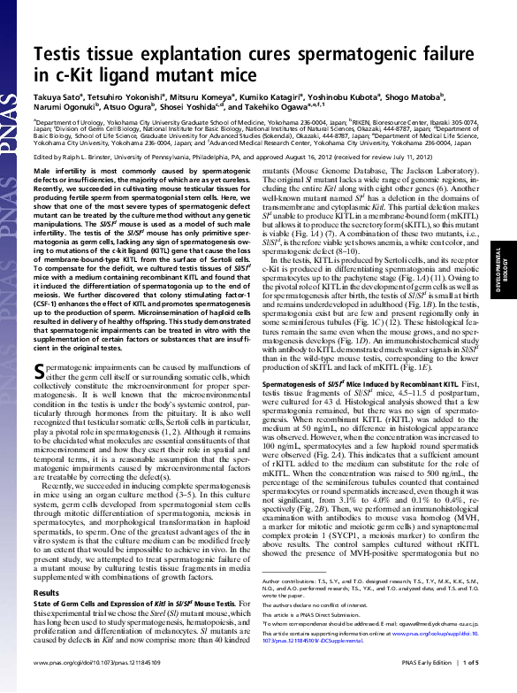 (PDF) Testis tissue explantation cures spermatogenic failure in c-Kit ...